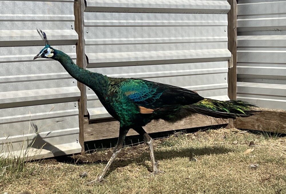 Spalding peafowl pair Split Pied/White for Sale