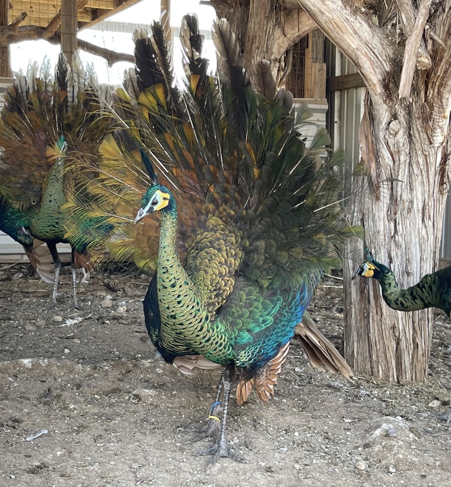 Pavo Muticus male for Sale
