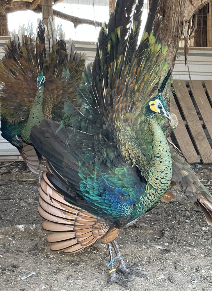 Pavo Muticus male for Sale