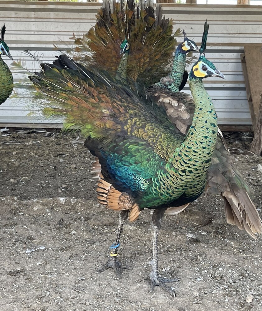 Pavo Muticus male for Sale