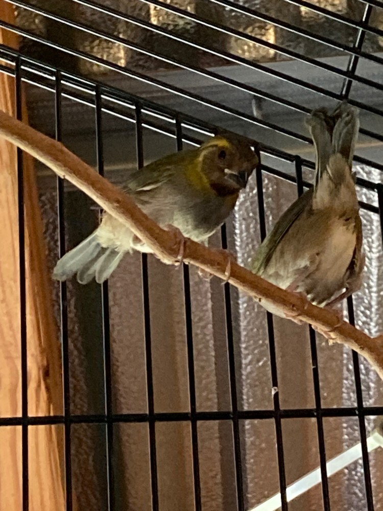 CUBAN MELODIOUS FINCH (Tiaris Canora) for Sale