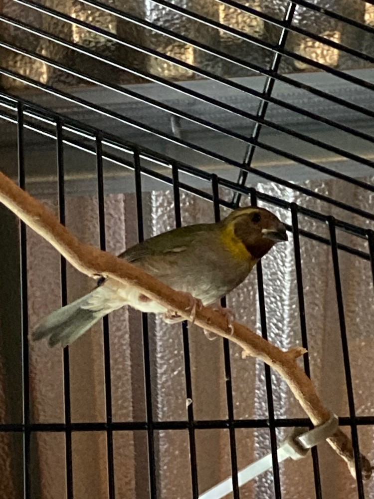 CUBAN MELODIOUS FINCH (Tiaris Canora) for Sale