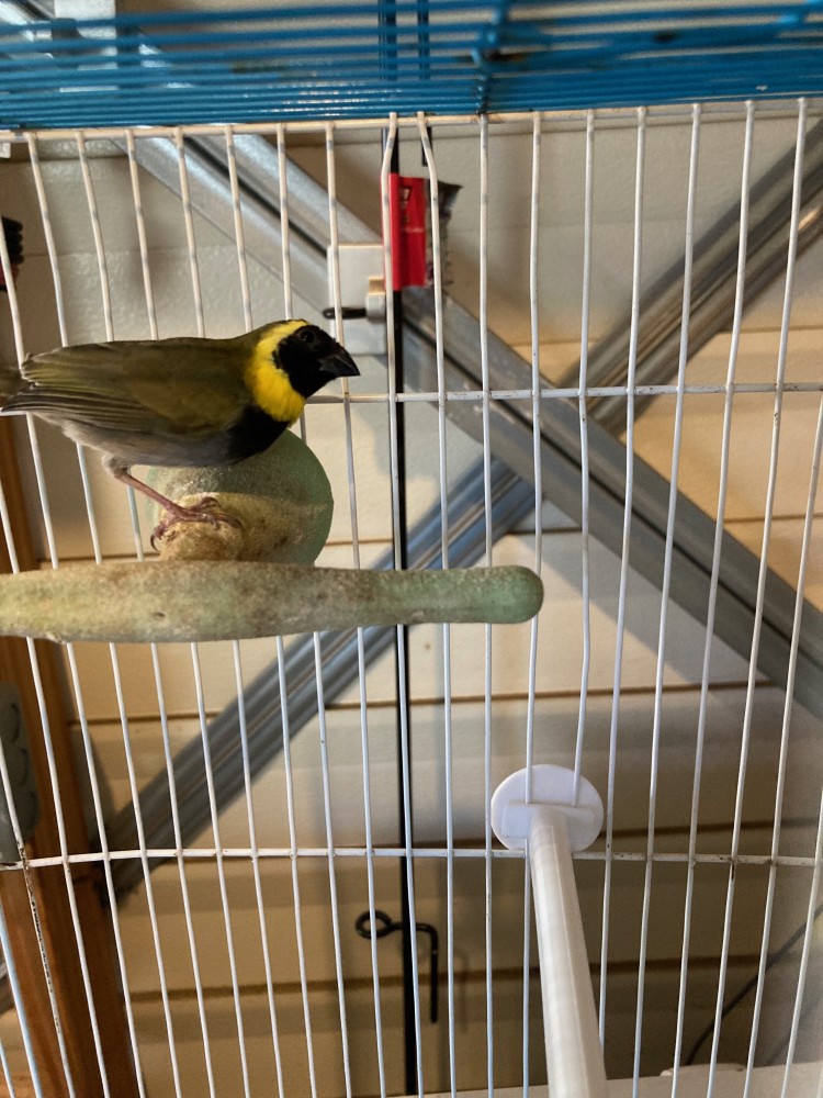 CUBAN MELODIOUS FINCH (Tiaris Canora) for Sale