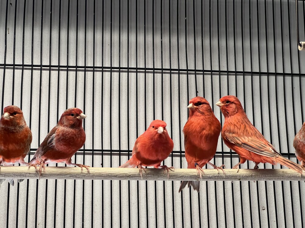 Red Factor Canaries for Sale for Sale