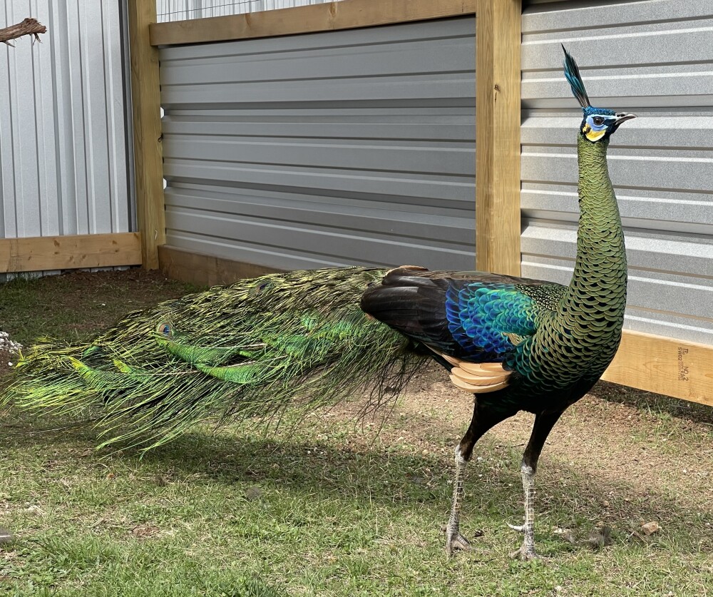 Import Pavo Muticus, High end Spaldings for Sale