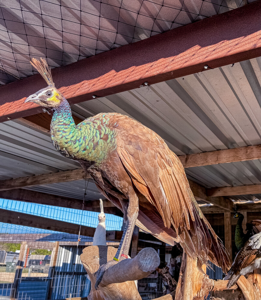 Import Pavo Muticus, High end Spaldings for Sale