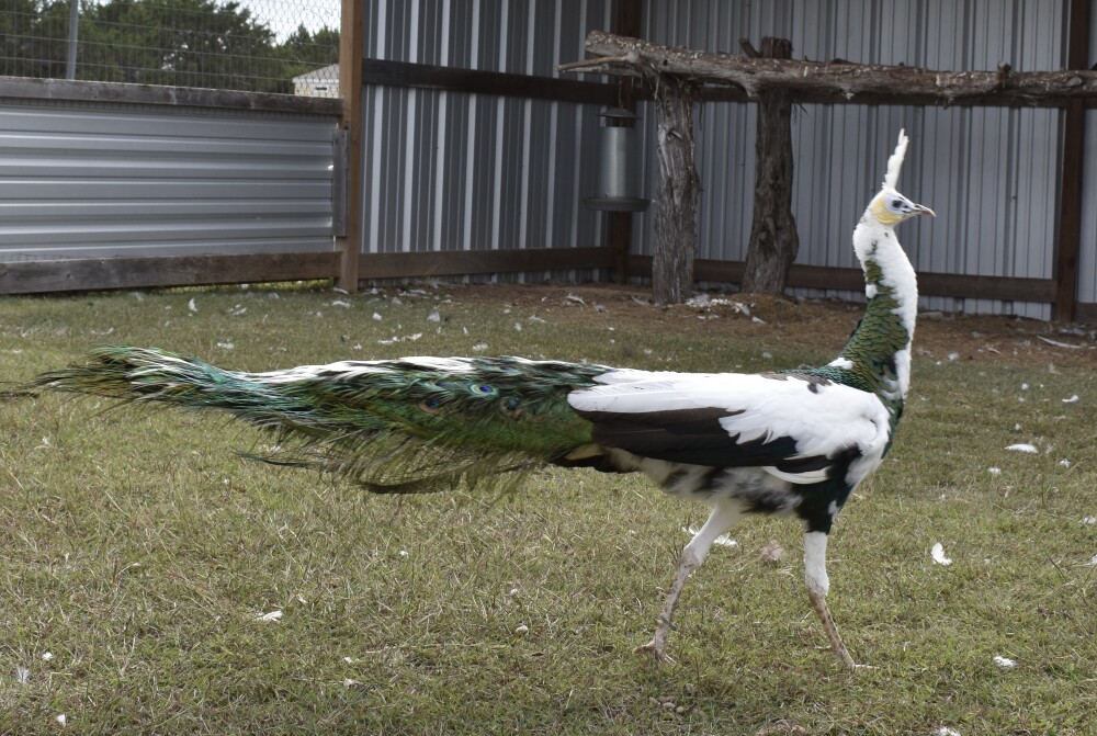 Import Pavo Muticus, High end Spaldings for Sale