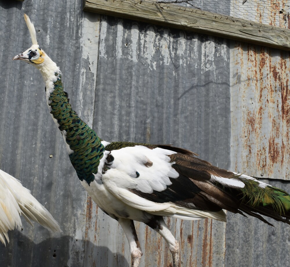 Import Pavo Muticus, High end Spaldings for Sale