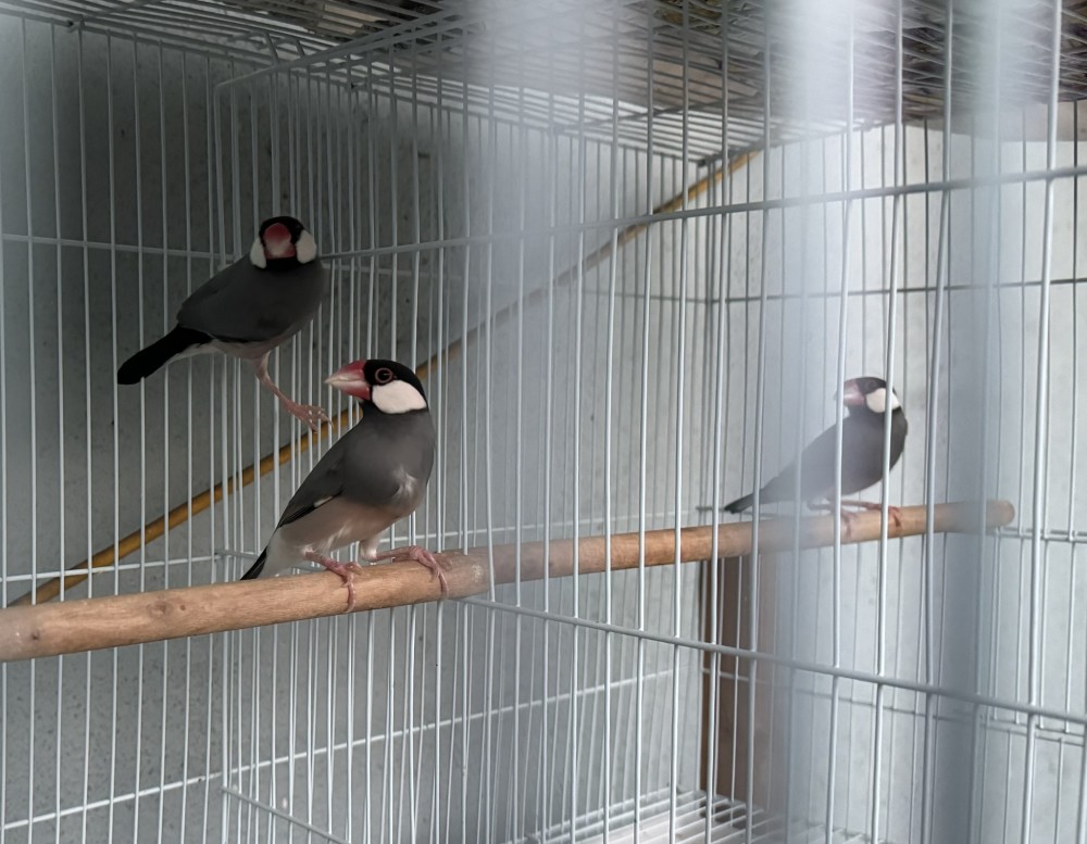 java finch sparrow handfed for Sale