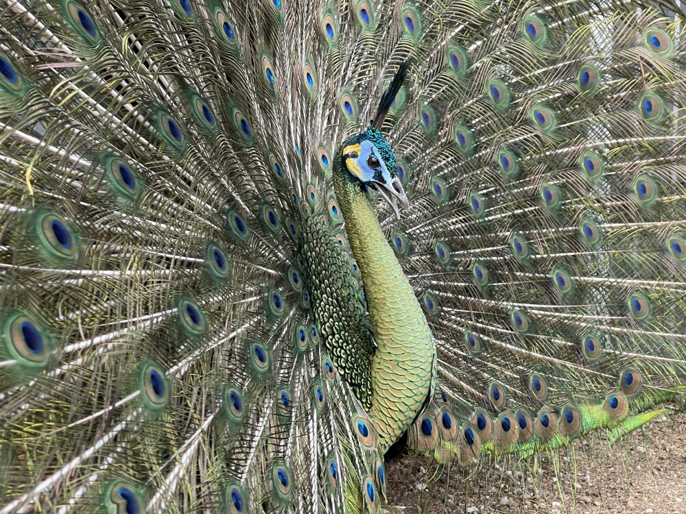 Import Pavo Muticus peafowl for Sale