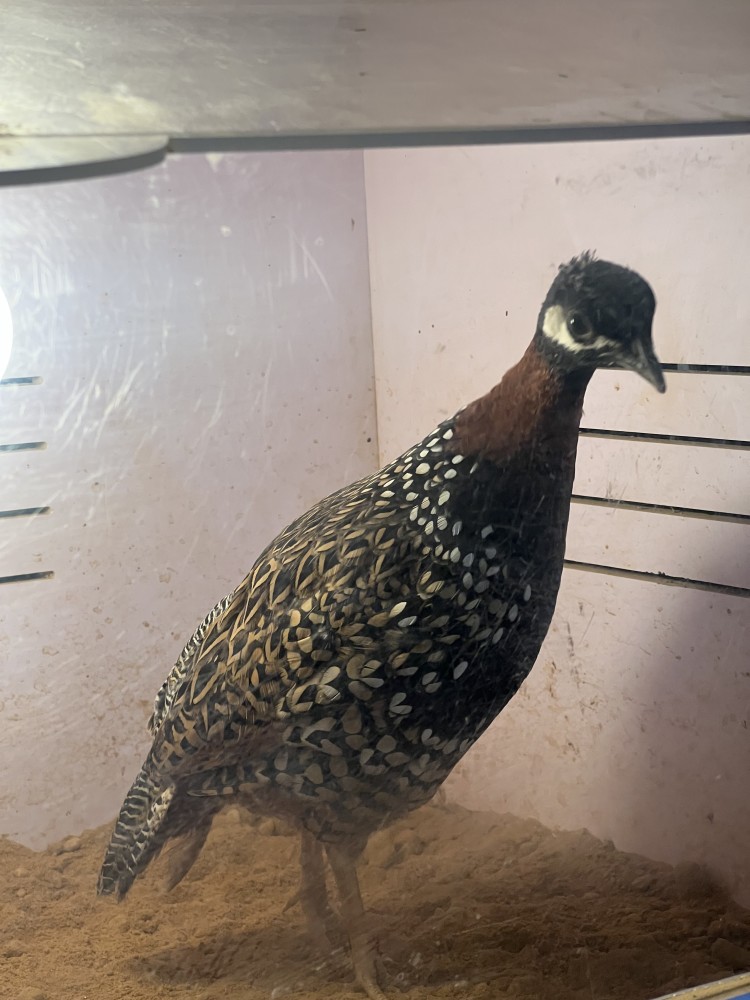 Black francolin(kala teetar) and grey francolin(gora teetar) for Sale