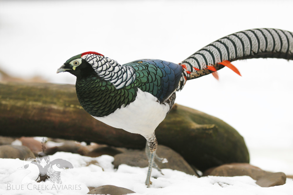 Lady Amherst's Pheasant, Silver Teal, Red-breasted Geese for Sale