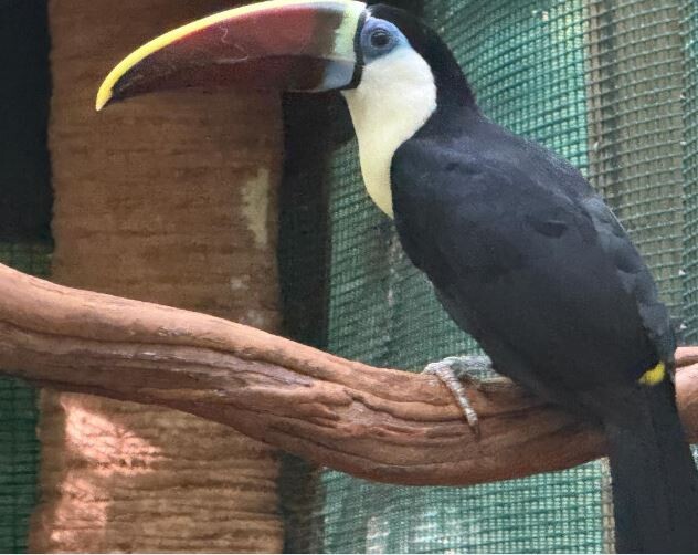Toucans for Sale