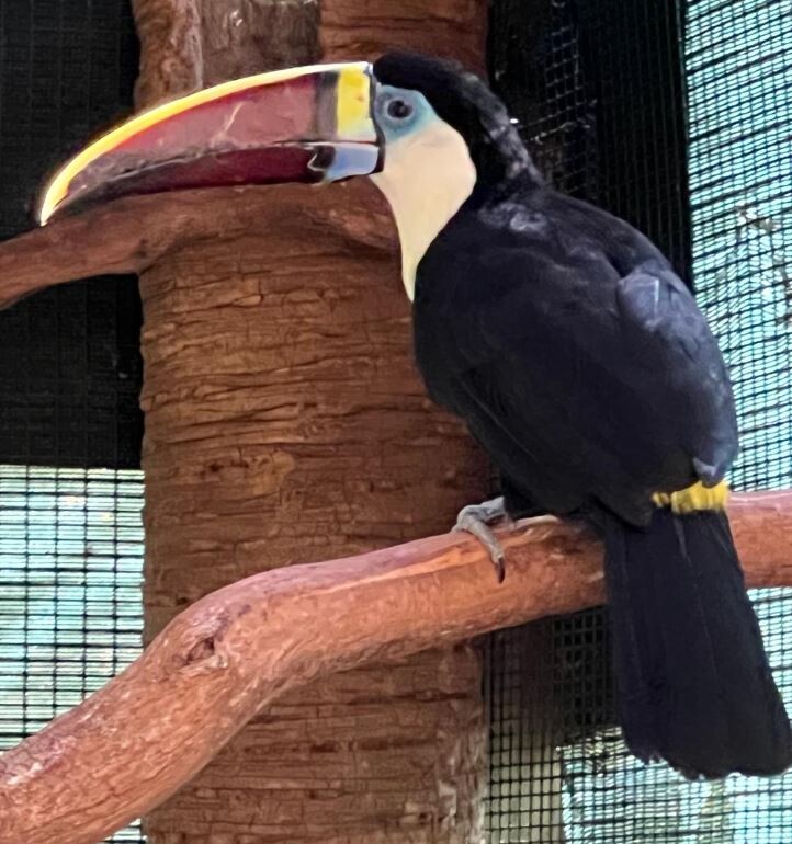 Red Billed Toucans for Sale