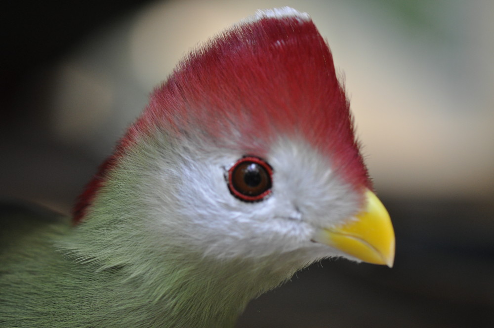 Turacos for Sale