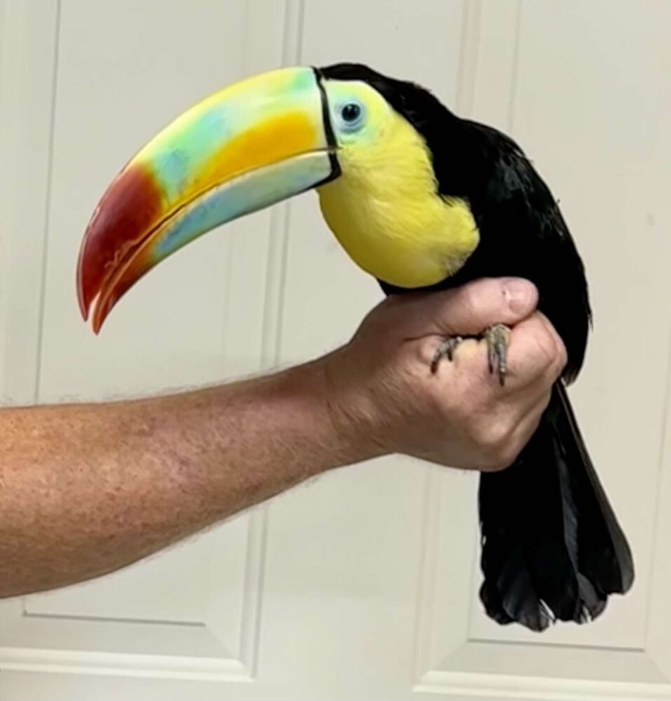 Toucans for Sale