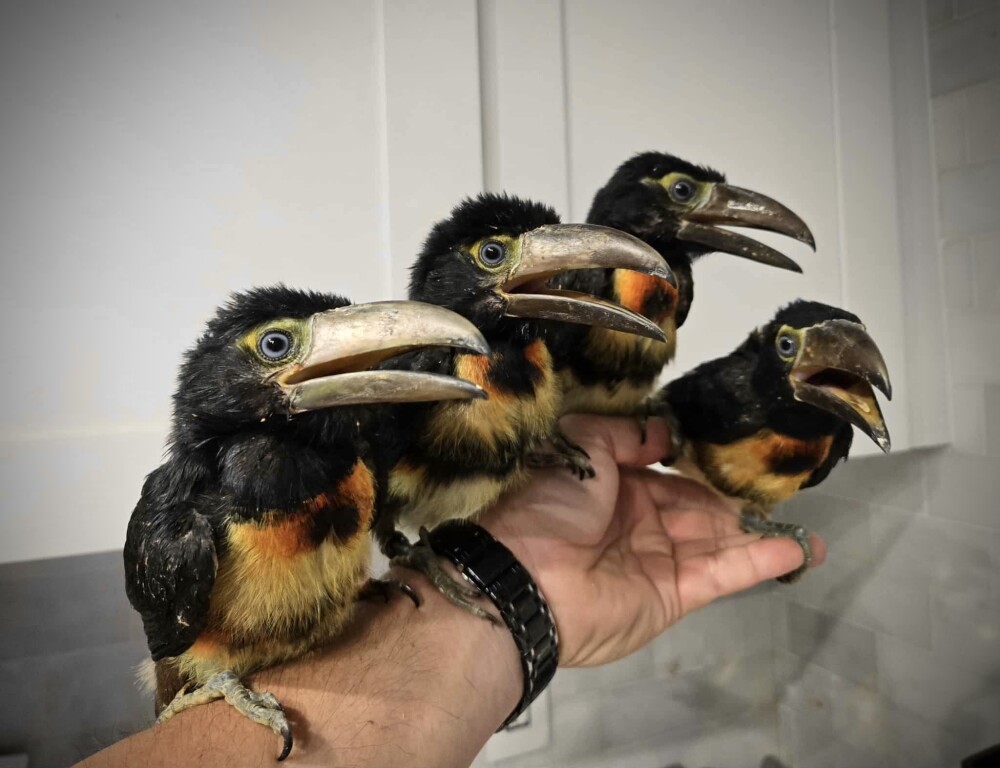 Hand Fed and Friendly Collared Aracaris for Sale