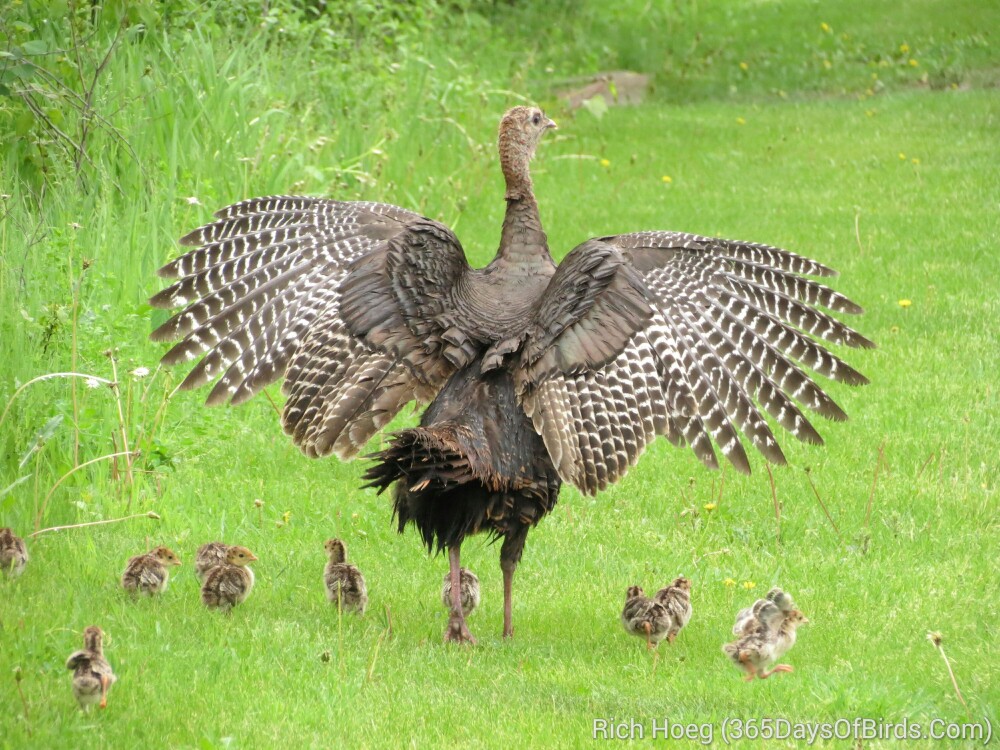Pre Sale Eastern Wild Turkey Hatching Eggs for Sale