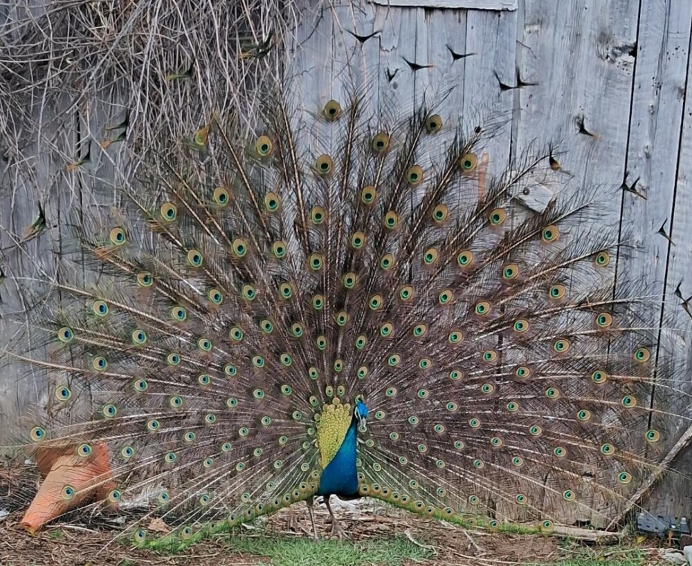 Peacocks for Sale