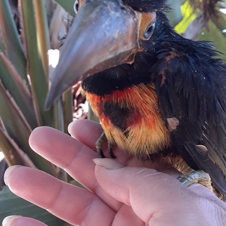 Collared Aracaris - Summer '24 Hatch - for Sale