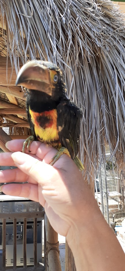 Collared Aracaris - Summer '24 Hatch - for Sale
