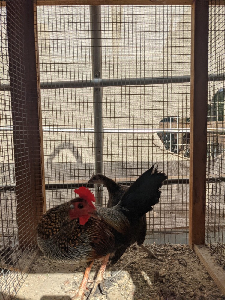Grey Jungle Fowl Pairs For Sale