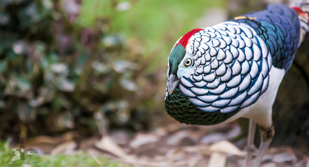 Lady Amherst's Pheasant, Silver Teal, Red-breasted Geese for Sale