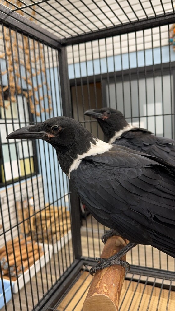African Pied Crow for Sale